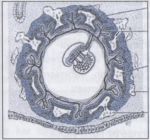 Embryology in the Quran: Divine Insights into Development